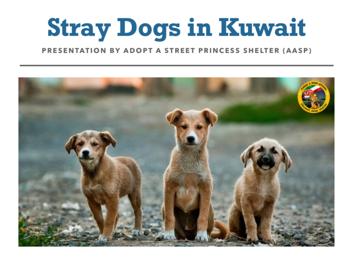 Kuwait Stray Dogs